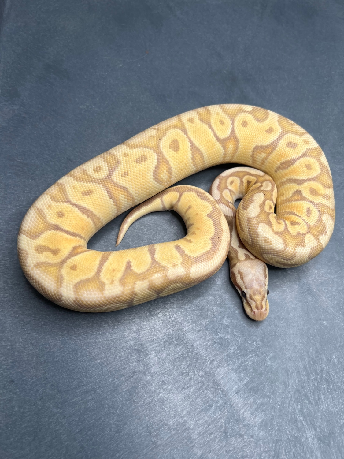 Female Maker Ball Python by Python Lair - MorphMarket