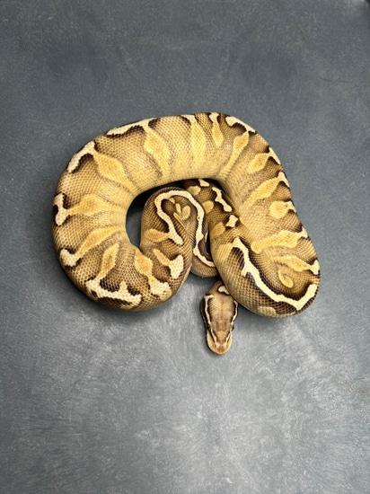 Pastel GHI Lesser Leopard HRA YB Ball Python by Python Lair