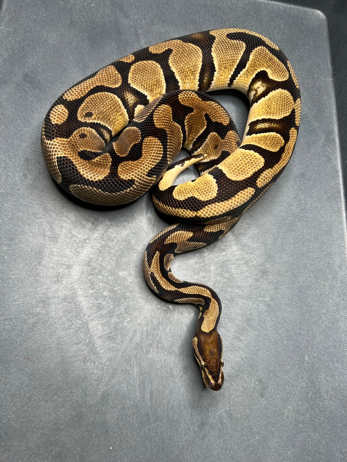 OD Pos Super Het Clown Ball Python by Python Lair - MorphMarket