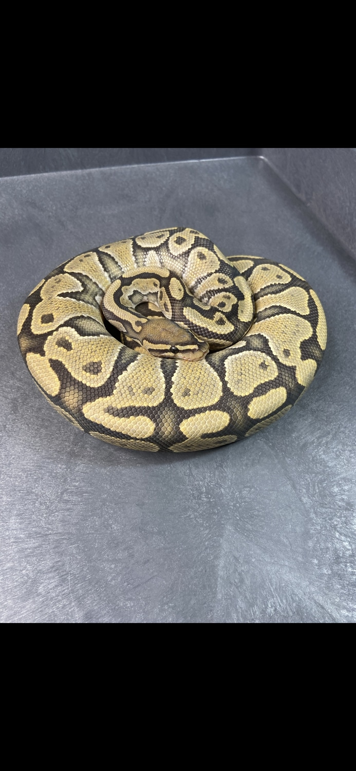 Hypo Het Pied Ball Python by Python Lair - MorphMarket
