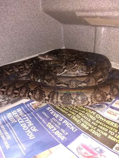 Dwarf Jampea Retic Reticulated Python by Andrew Campbell Reptiles