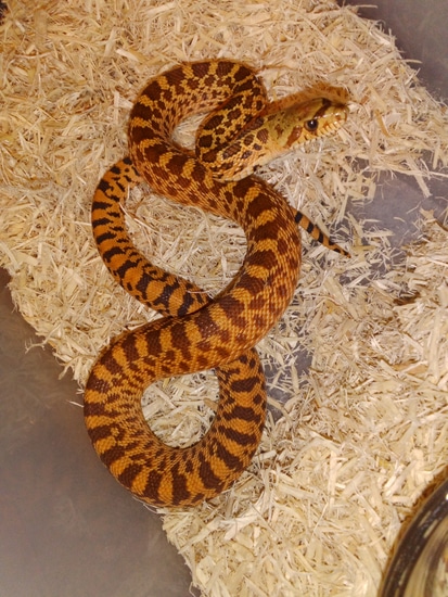 High Red Kingsville Texas Red Bullsnake by Andrew Campbell Reptiles