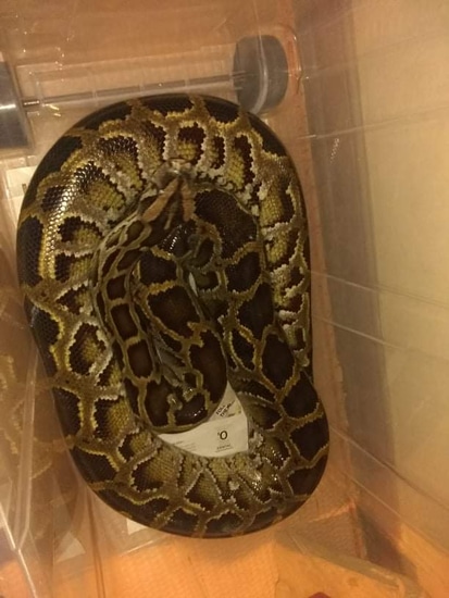 Female Burmese Python 66% Het Albino Green by Andrew Campbell Reptiles