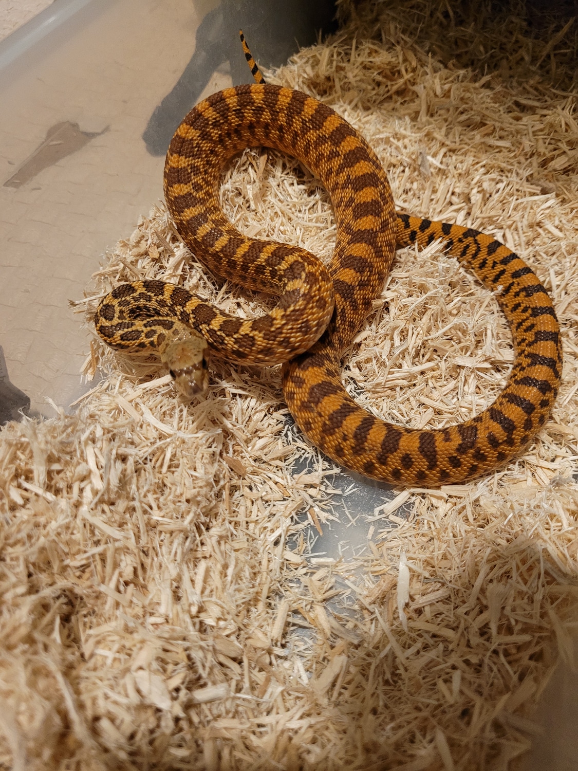 HIGH RED Kingsville Bullsnake by Andrew Campbell Reptiles - MorphMarket