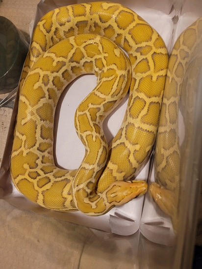 GC Caramel Burmese Python by Andrew Campbell Reptiles