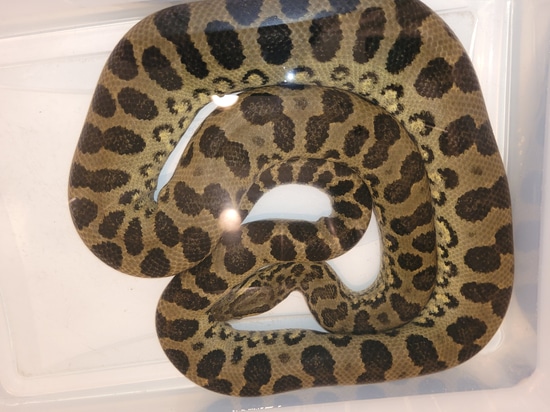 Hybrid Yellow/green Anaconda. Sale!! by Andrew Campbell Reptiles