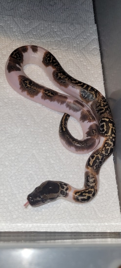 Granite Pied Burmese Python by Andrew Campbell Reptiles
