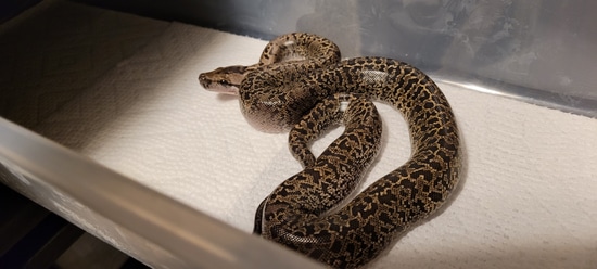 Granite 66% Het Gc Caramel 66% Het Pied Burmese Python by Andrew ...