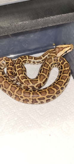2023 Gulf Coast Caramel 66% Het Granite Pied Burmese Python by Andrew ...
