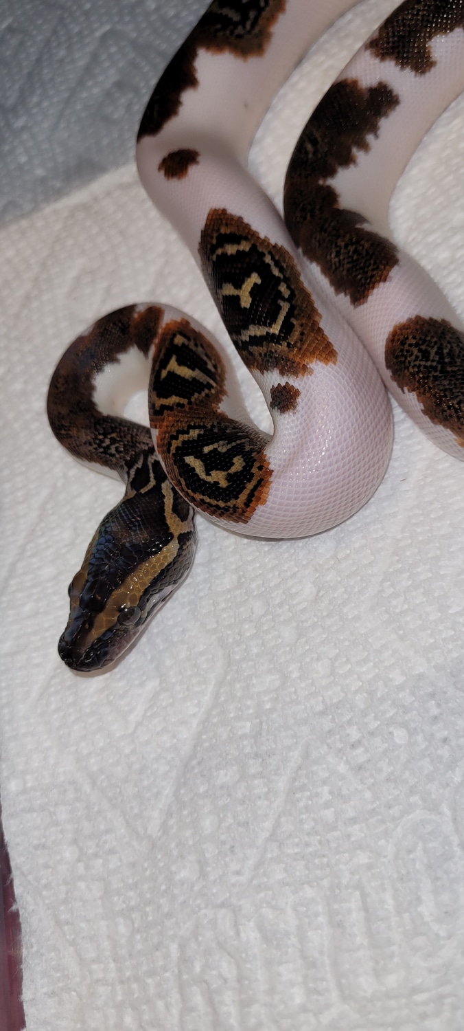 Pied 66% Het Wei Caramel Burmese Python by Andrew Campbell Reptiles ...