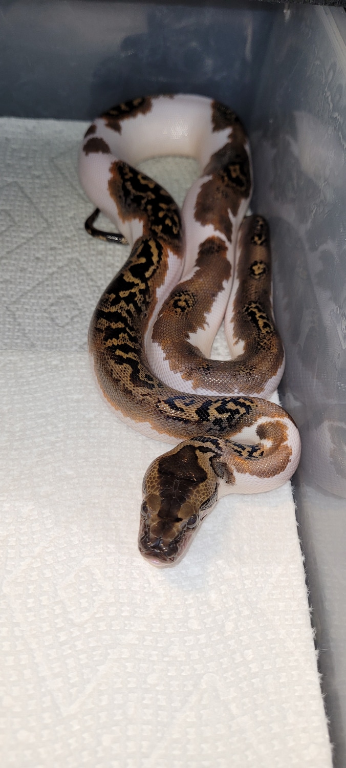 Pied 66% Het Gc Caramel 66% Het Granite Burmese Python by Andrew ...