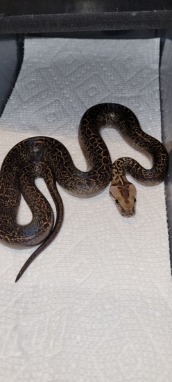Granite 66% Het Pied Caramel Burmese Python by Andrew Campbell Reptiles