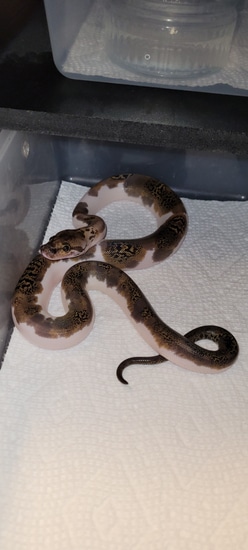 Granite Pied Burmese Python by Andrew Campbell Reptiles