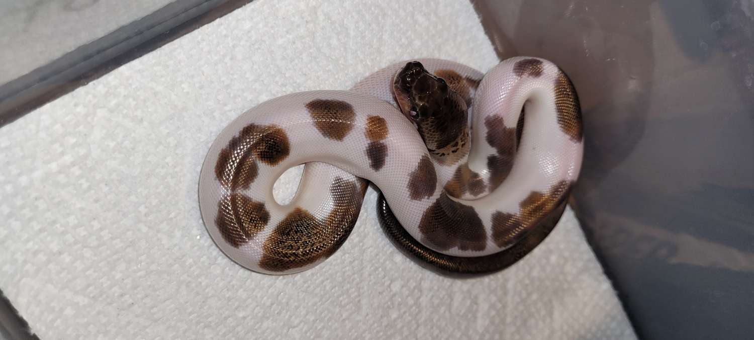 2023 Pied Granite 66% Het Gc Caramel Green Burmese Python by Andrew ...