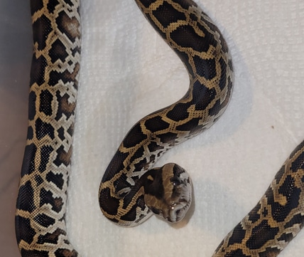 Gc Caramel 66% Het Green Granite Pied Burmese Python by Andrew Campbell ...