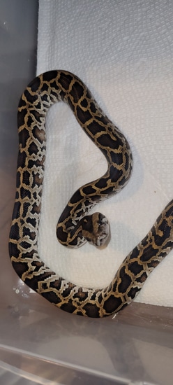 66% Het Caramel Granite Pied Burmese Python by Andrew Campbell Reptiles
