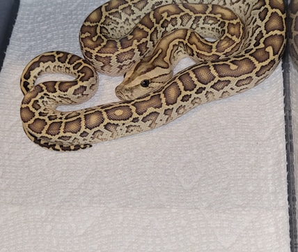 66% Het Caramel Granite Pied Burmese Python by Andrew Campbell Reptiles ...