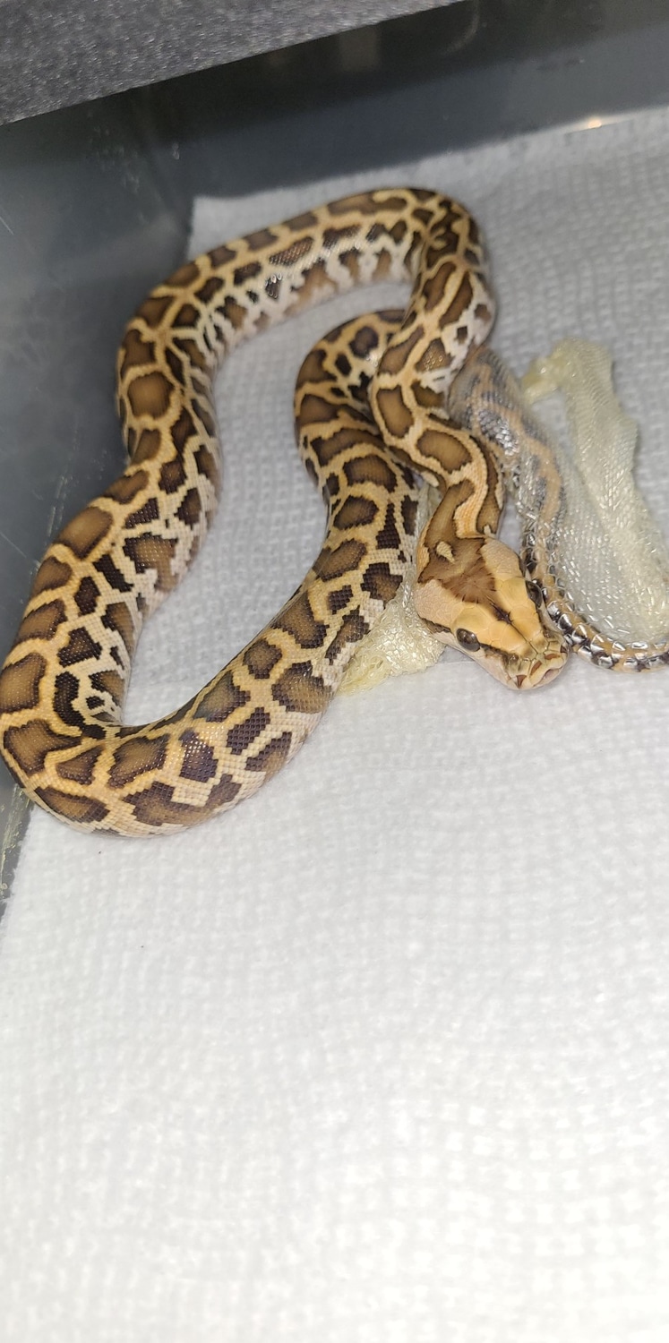 Gc Caramel 66% Het Green Granite Pied Burmese Python by Andrew Campbell ...
