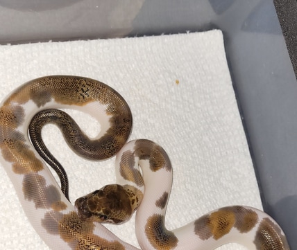 Gc Caramel 66% Het Green Granite Pied Burmese Python by Andrew Campbell ...