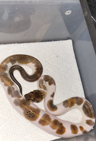 2023 Pied Granite 66% Het Gc Caramel Green Burmese Python by Andrew ...