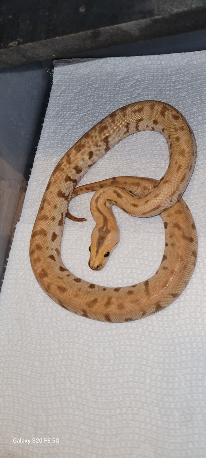 Caramel Green 66% Het Granite Pied Burmese Python by Andrew Campbell ...