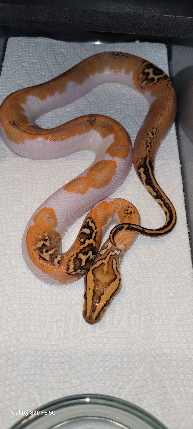 Caramel Pied Burmese Python by Andrew Campbell Reptiles - MorphMarket