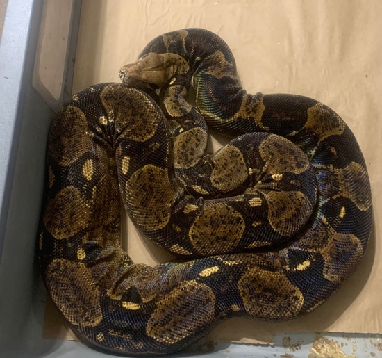 Het Kahl Albino Boa Constrictor by Andrew Campbell Reptiles