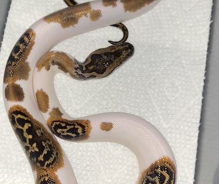 High White Pied 66% Het Caramel Green Granite Burmese Python by Andrew ...