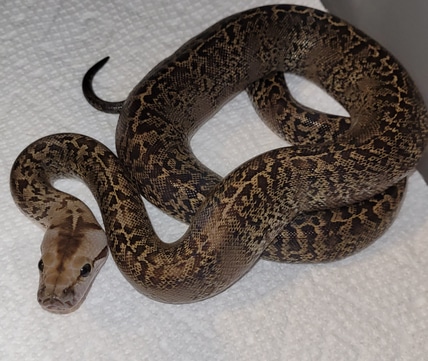 Gc Caramel 66% Het Green Granite Pied Burmese Python by Andrew Campbell ...