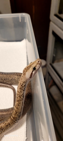 Granite 66% Het Caramel Green Pied Burmese Python by Andrew Campbell ...