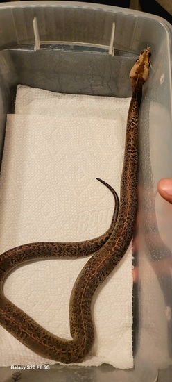 Granite 66% Het Caramel Granite Pied Burmese Python by Andrew Campbell ...