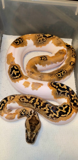Pied 66% Het Gc Caramel 66% Het Granite Burmese Python by Andrew ...