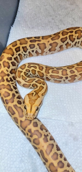 GC Caramel 100% Het Green Granite 50% Het Pied Burmese Python by Andrew ...