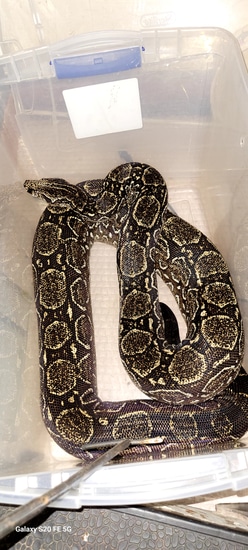 Adult Argentine Boa Argentine Boa Constrictor by Andrew Campbell Reptiles