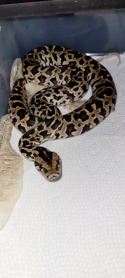 Normal 66% Het GC Caramel Green Granite Pied Burmese Python by Andrew ...