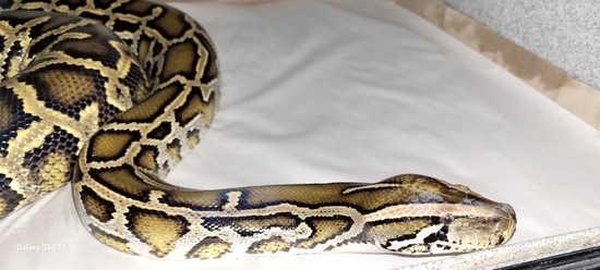 Adult Female Het Albino Labyrinth Pied Burmese Python by Andrew ...