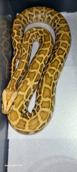 Gc Caramel 66% Het Green Granite Pied Burmese Python by Andrew Campbell ...