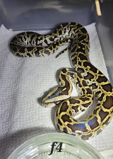 66% Het Granite, GC Caramel, Pied 50% Het Green Burmese Python by ...