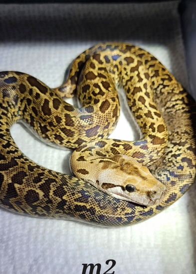 Granite, 66% Het GC Caramel, Pied 50% Het Green Burmese Python by ...