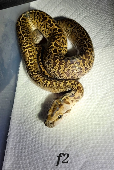 Granite, 66% Het GC Caramel, Pied 50% Het Green Burmese Python by ...