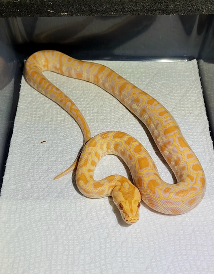 Albino 100% Het Gc Caramel Granite Champagne 50% Het Green Burmese ...
