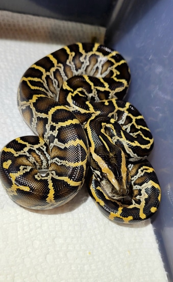 100% Het Wei Caramel Pied Burmese Python by Andrew Campbell Reptiles