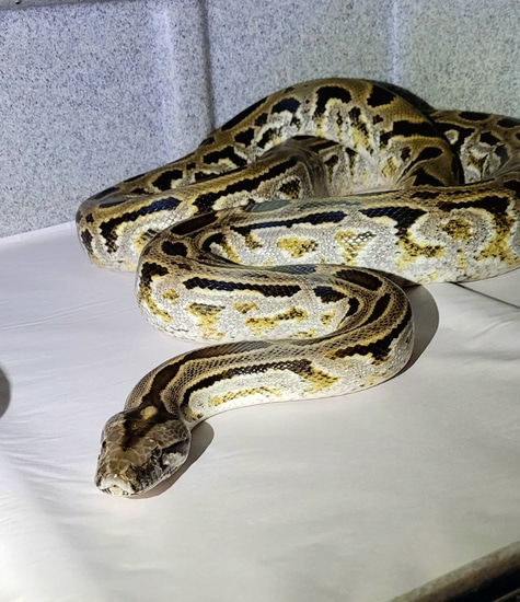 Lab 66% Het GC Caramel Burmese Python by Andrew Campbell Reptiles