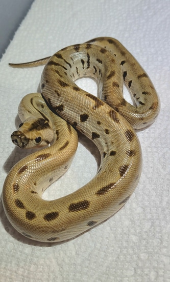 Green 66% Het Pied GC Caramel Granite Burmese Python by Andrew Campbell ...