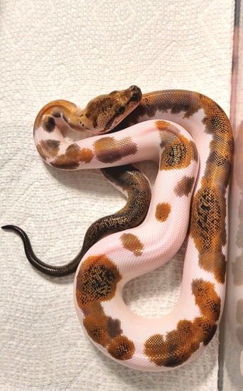Granite Pied 66% Het GC Caramel Green Burmese Python by Andrew Campbell ...