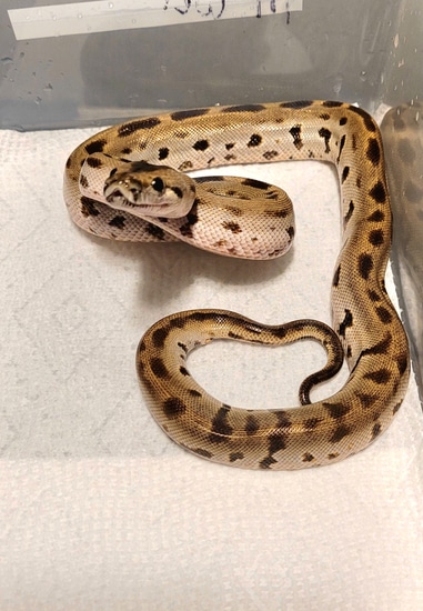 Green 66% Het GC Caramel Pied Burmese Python by Andrew Campbell Reptiles