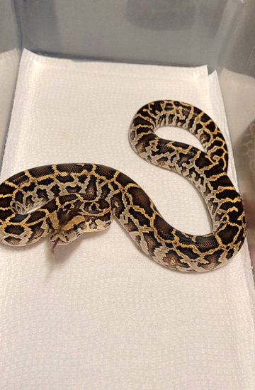 66% Het Granite, GC Caramel, Pied 50% Het Green Burmese Python by ...
