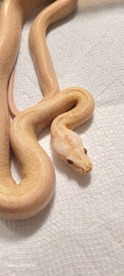 GC Caramel Granite 66% Het Pied Green Burmese Python by Andrew Campbell ...