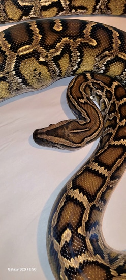 Proven Breeder 100% Het Wei Caramel/pied Burmese Python by Andrew ...