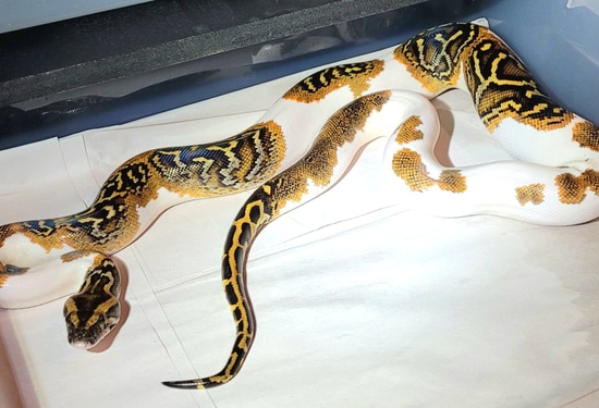 Pied 100% Het Wei Line Caramel Burmese Python by Andrew Campbell Reptiles